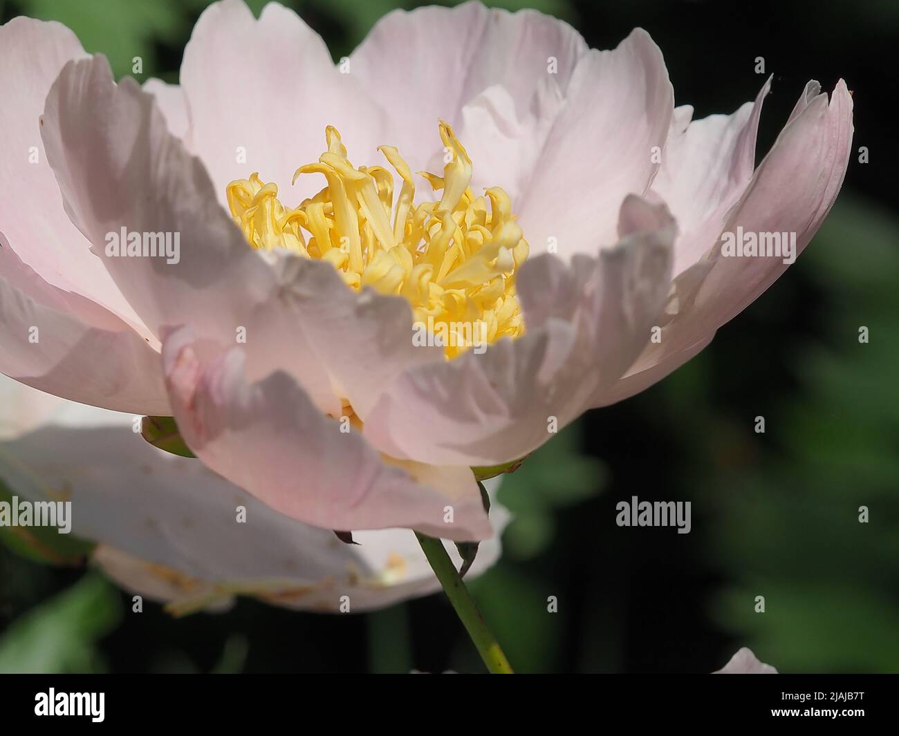 Side view of peonies hi-res stock photography and images - Alamy