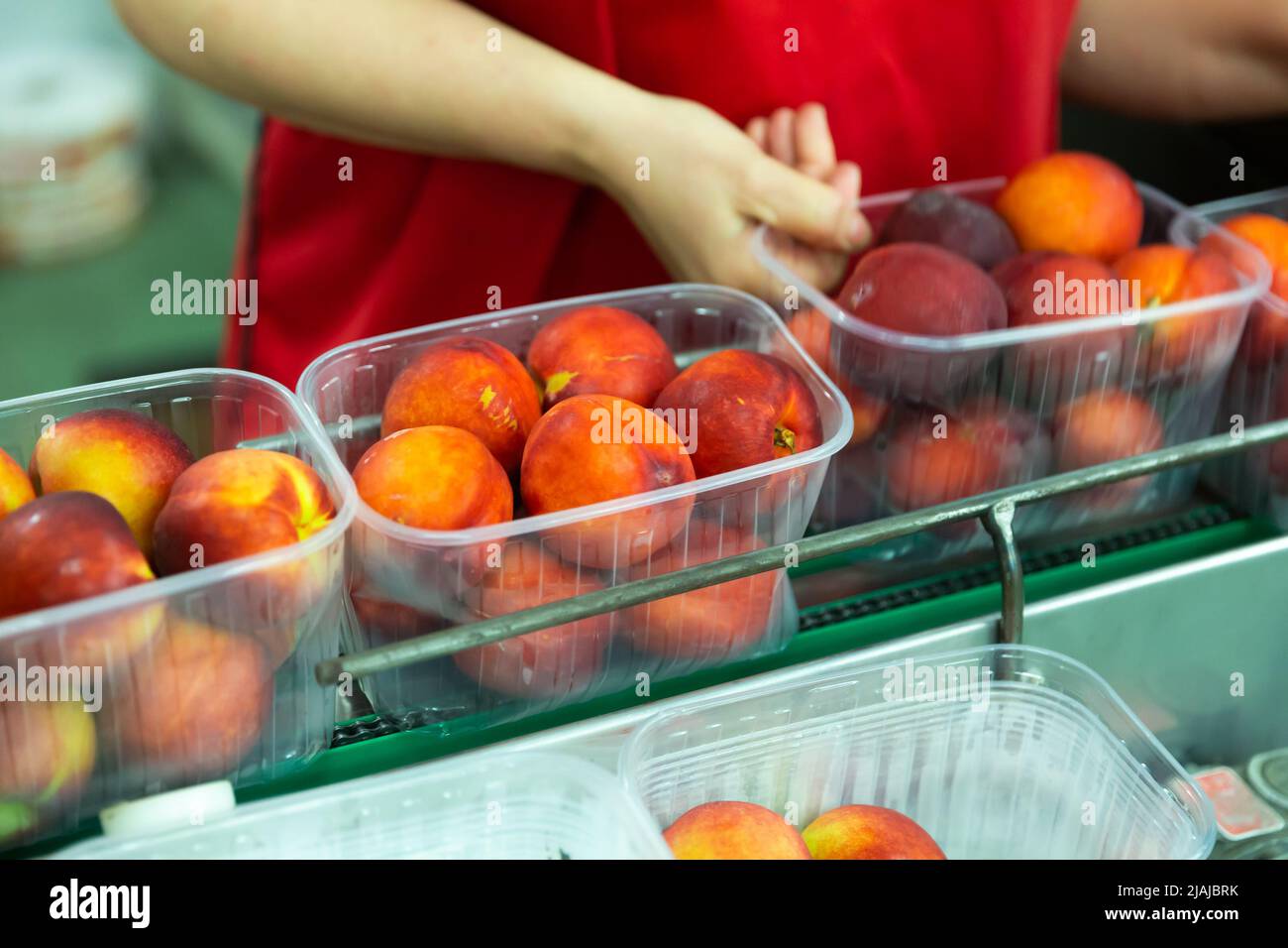 Plastic boxes with peaches on the conveyor of an automatic fruit ...