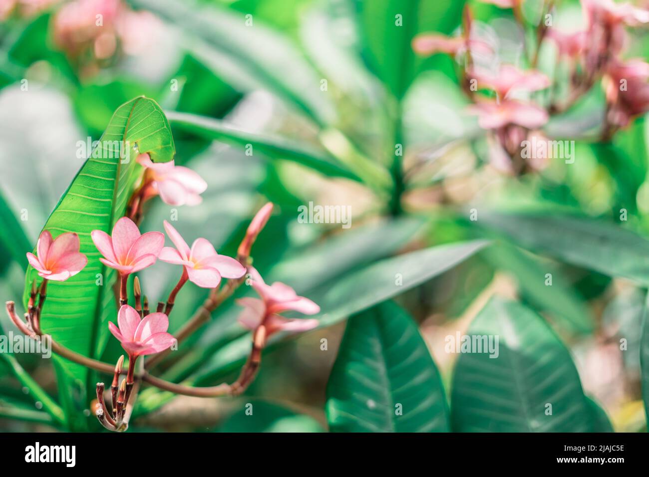 Pink sacuanjoche flower. Traditional plant and national symbol Stock ...