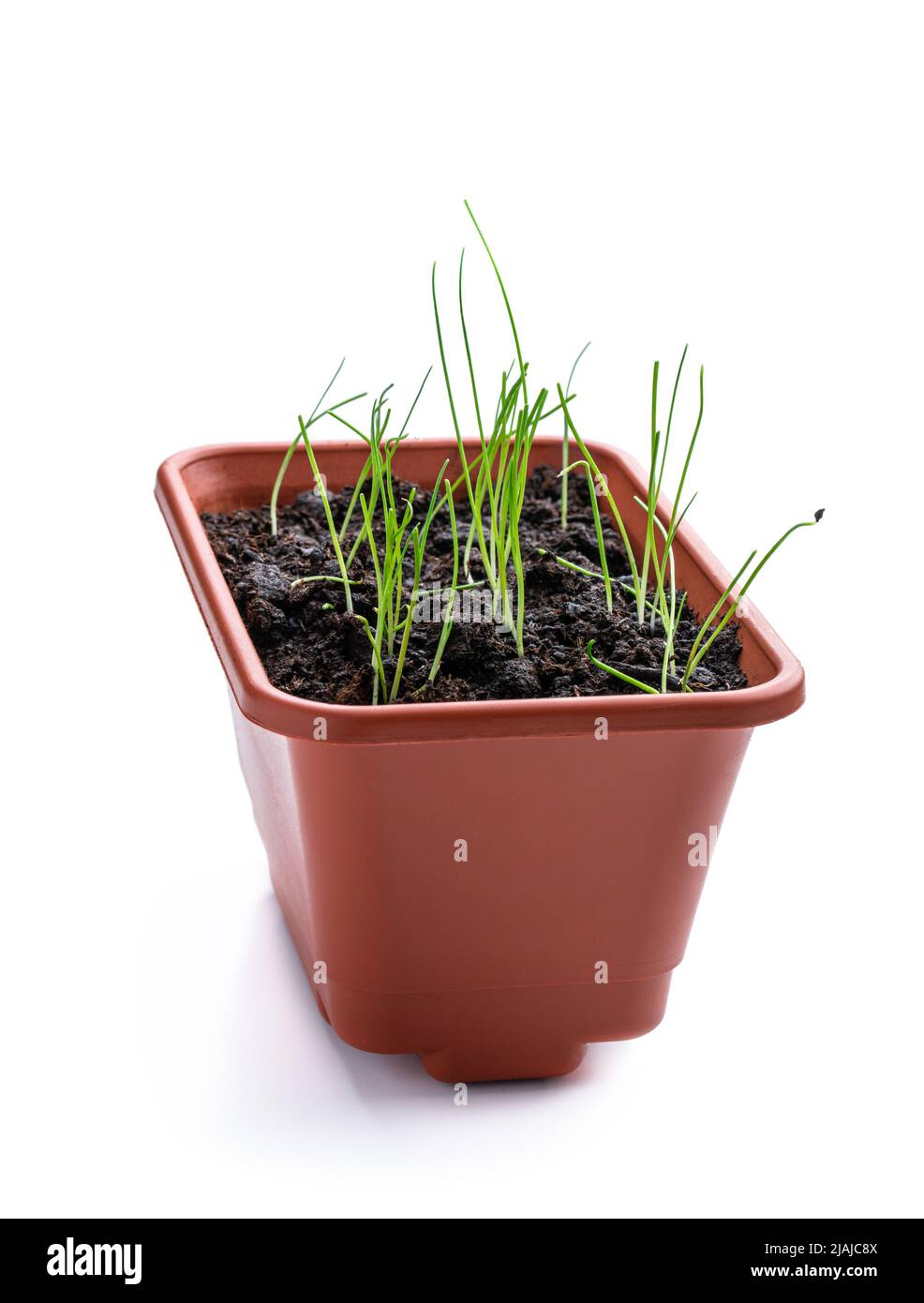 Young onion plant in pot isolated on white Stock Photo - Alamy