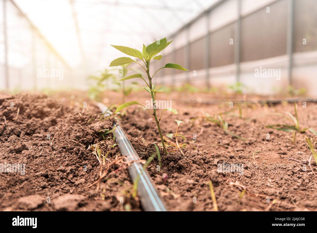 Sweet pepper plant growing in a controlled environment greenhouse in ...