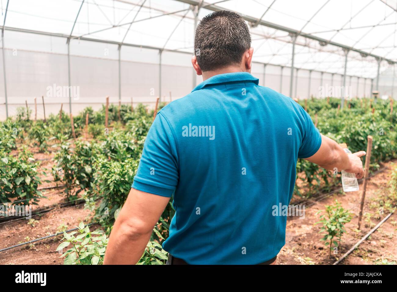Latino farmer checking sweet pepper crops inside a temperature and ...