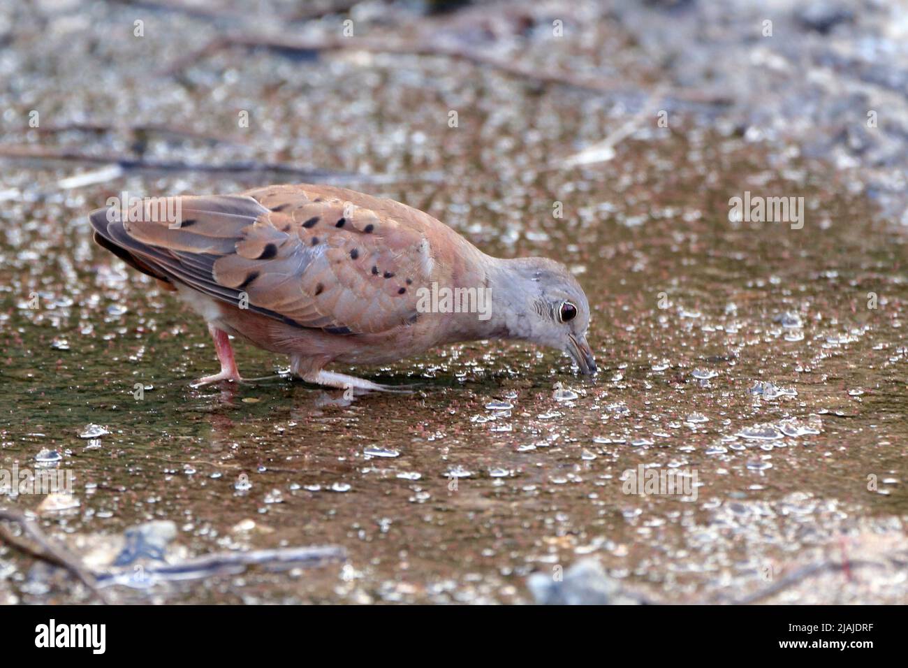 Ruddy Ground-Dove (Columbina talpacoti) drinking water on the ground ...