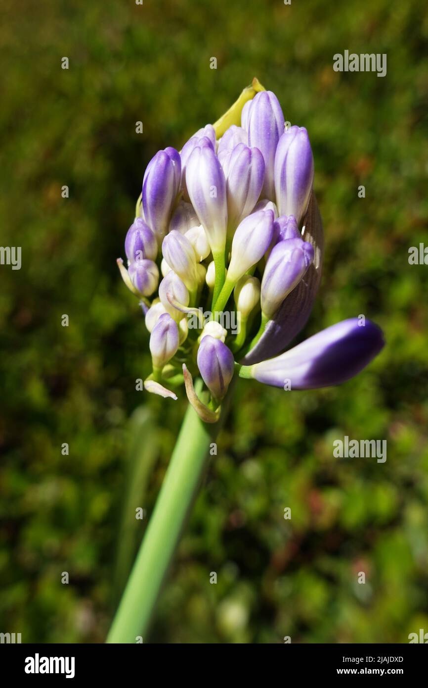 Agapanthus plant hi-res stock photography and images - Alamy