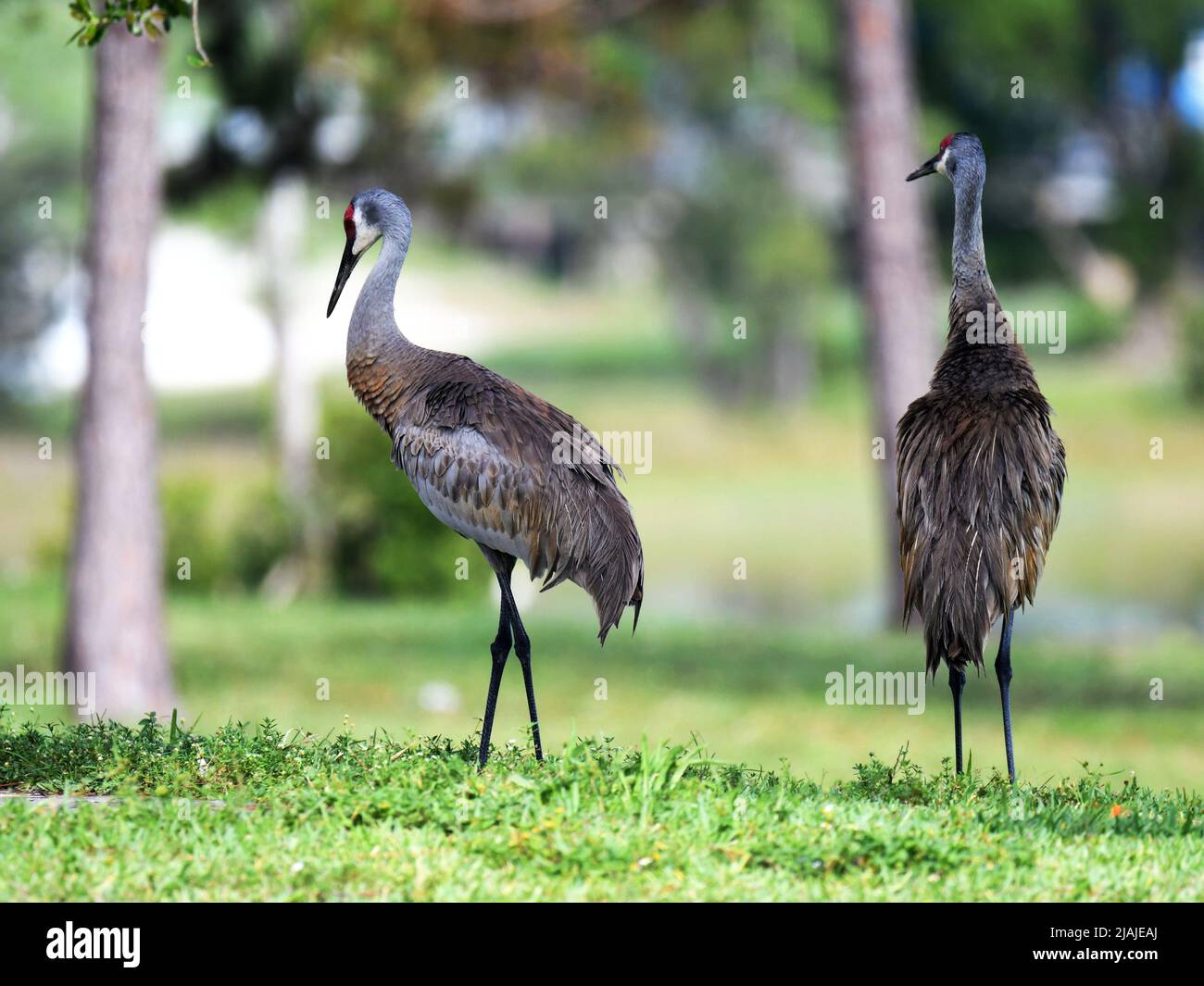 Long beak crane bird hi-res stock photography and images - Alamy