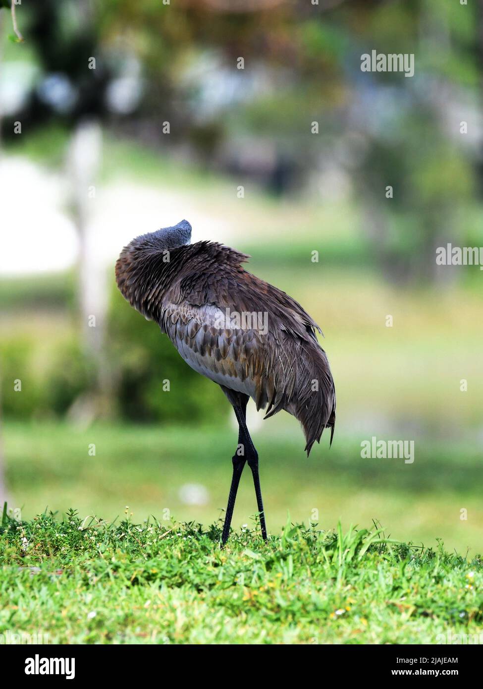 Headless bird hi-res stock photography and images - Alamy