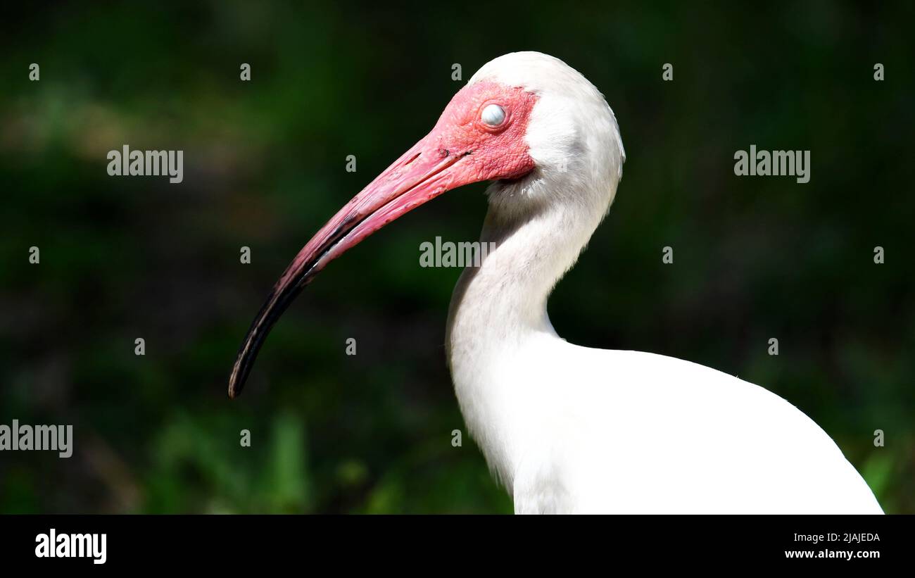 White ibis beetle diet hi-res stock photography and images - Alamy