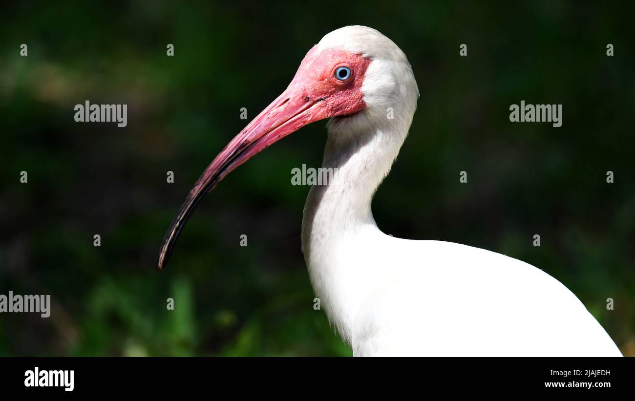White ibis eating beetle hi-res stock photography and images - Alamy