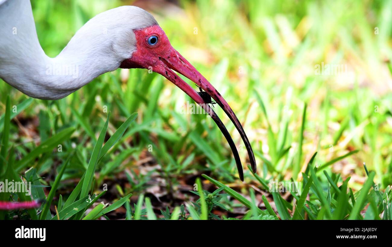 White ibis beetle diet hi-res stock photography and images - Alamy