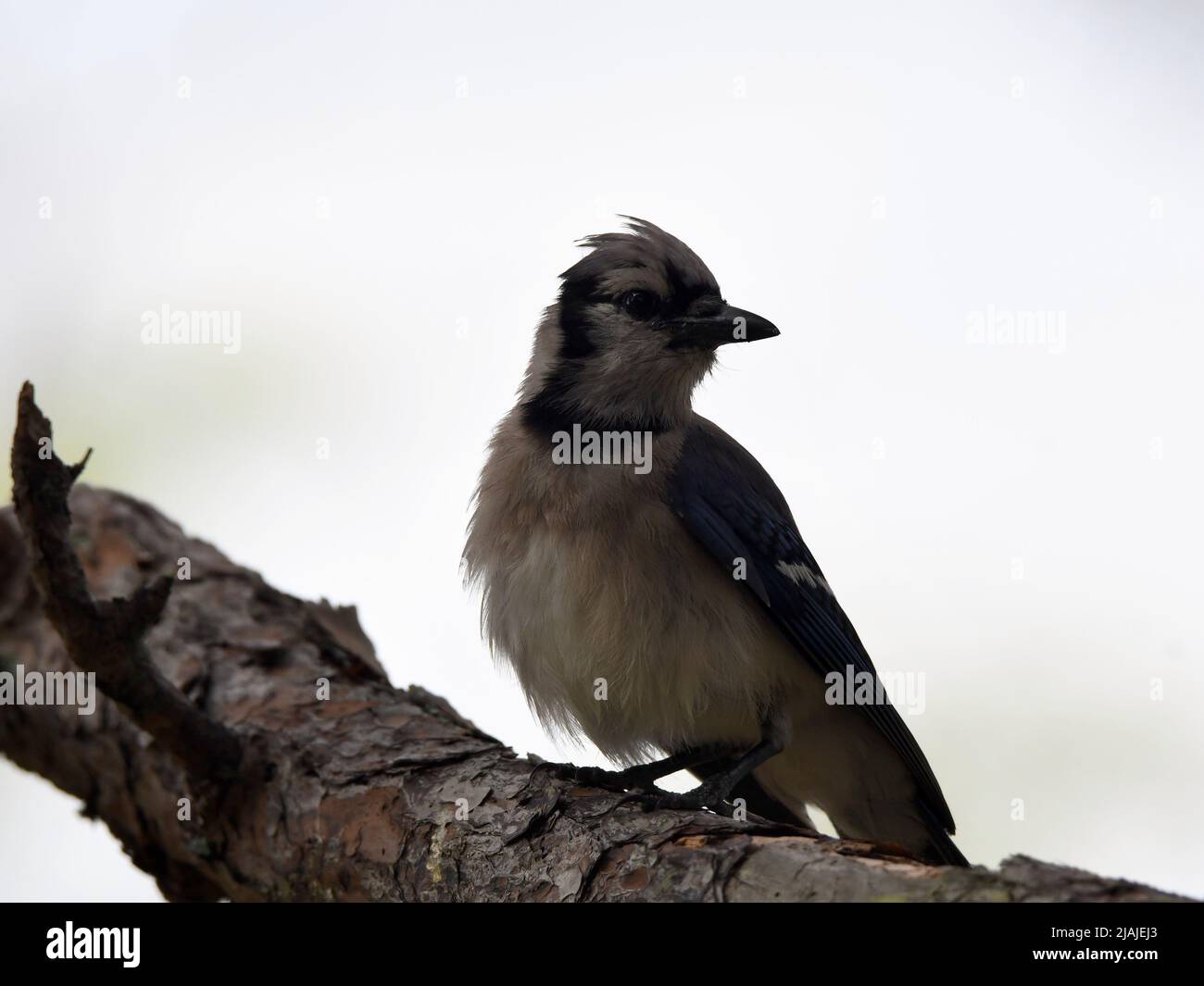 North american blue jay in tree hi-res stock photography and images - Alamy