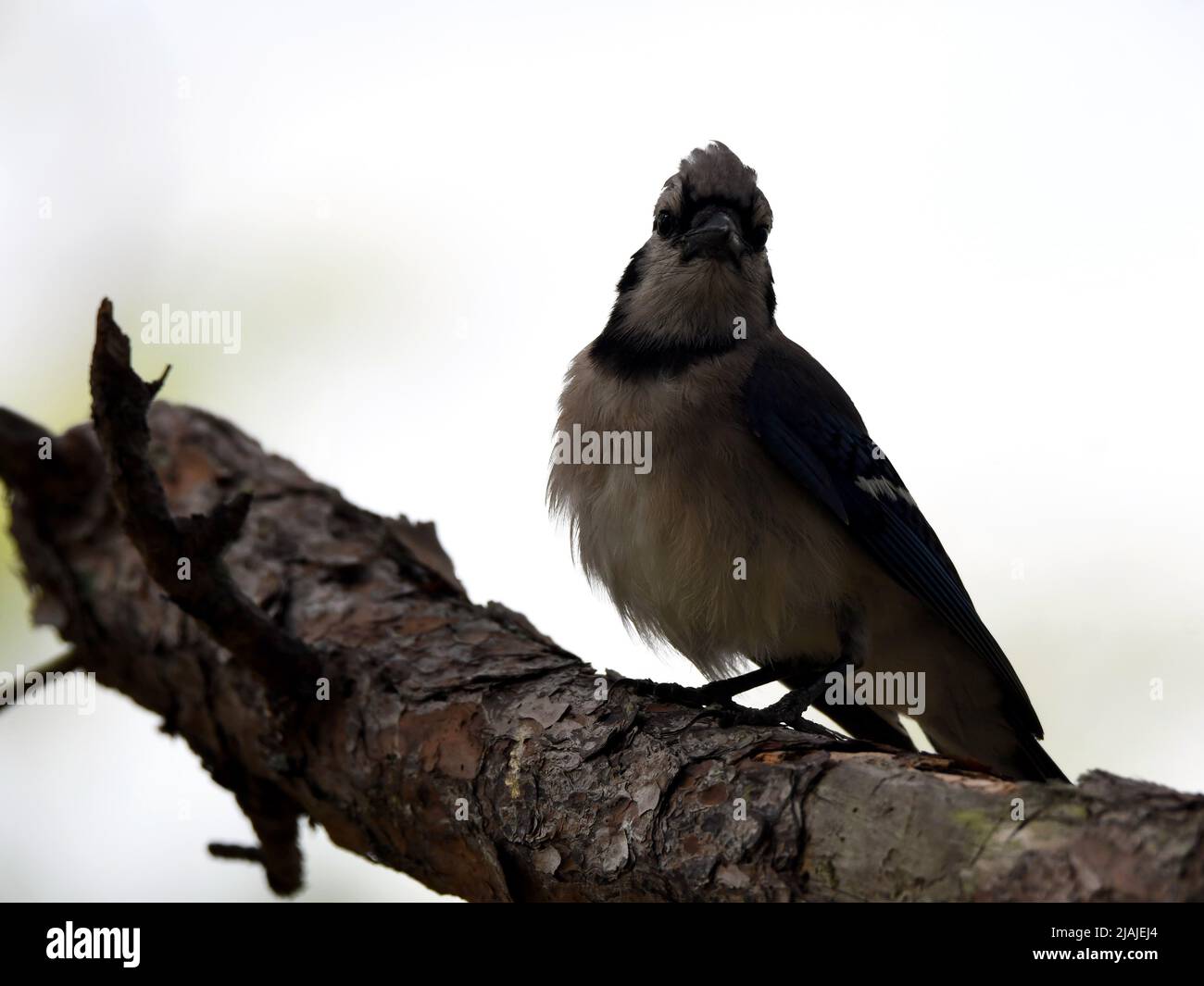 North american blue jay in tree hi-res stock photography and images - Alamy