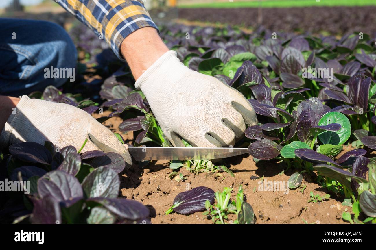 Harvesting spinach on summer farm field Stock Photo - Alamy