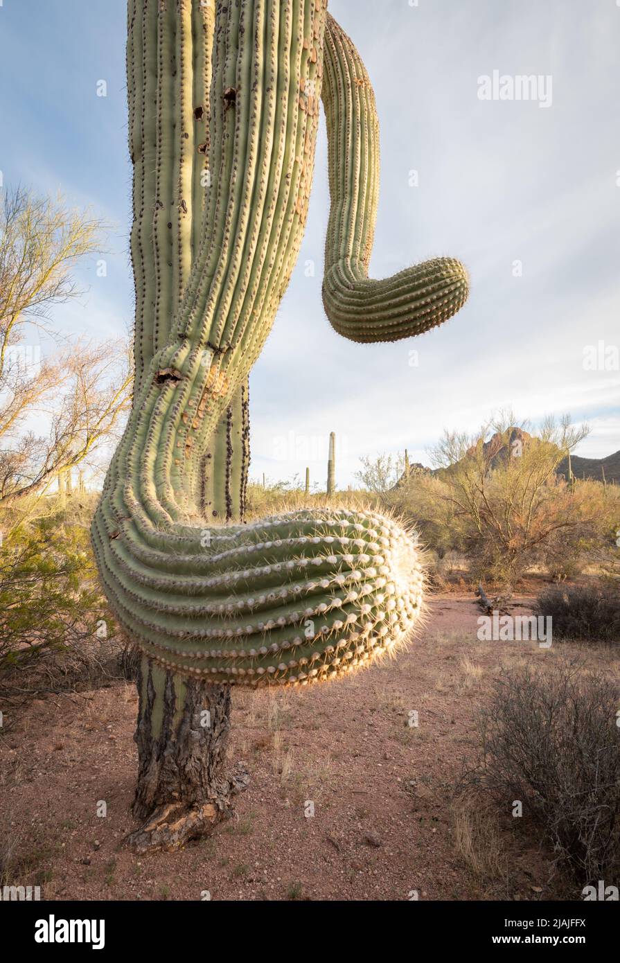 Saguaro cactus arm reaching out towards camera Stock Photo - Alamy