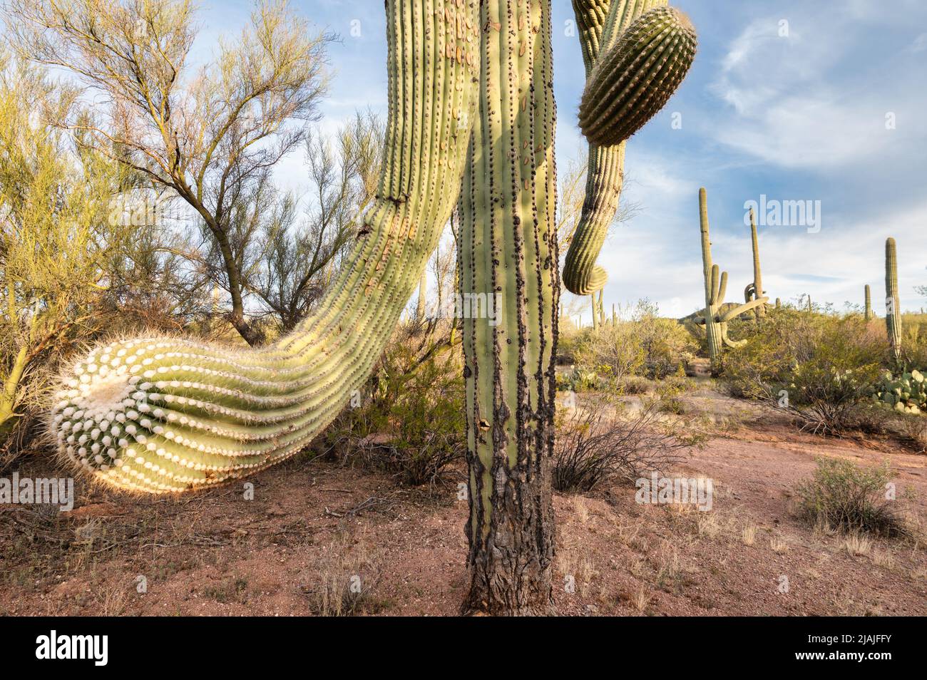 Saguaro cactus arm reaching out towards camera Stock Photo - Alamy