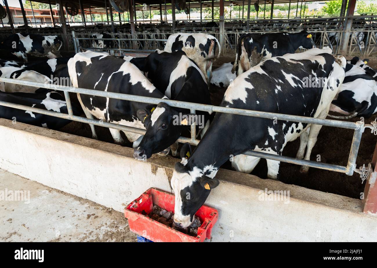 Many black cows standing farm hi-res stock photography and images - Alamy