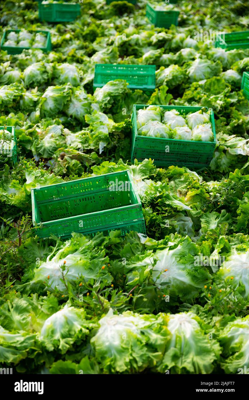 Fresh lettuce in boxes on plantation beds Stock Photo - Alamy
