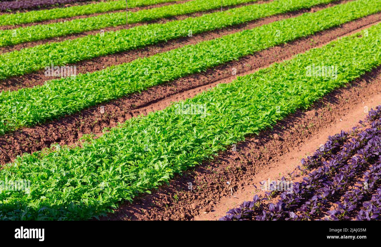 Farm field planted with arugula Stock Photo - Alamy
