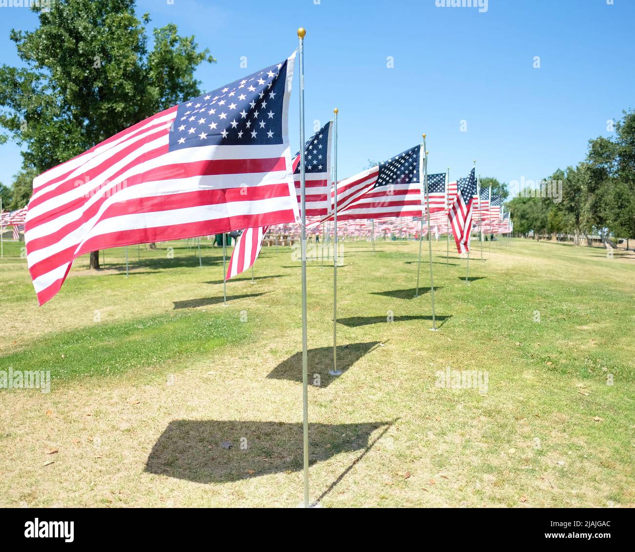 United States flags at a park celebrating a national patriotic holiday ...