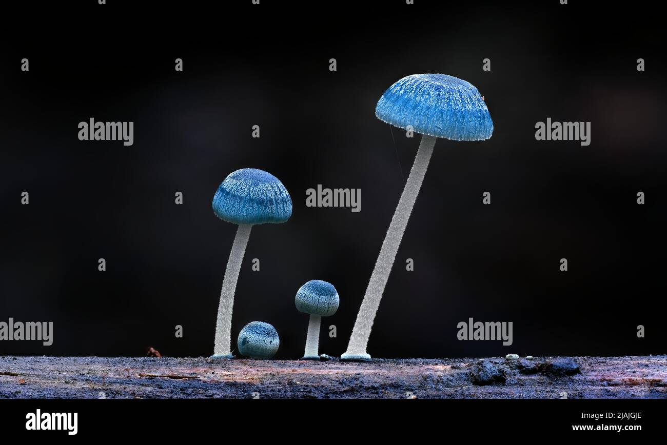 Pixie parasol hi-res stock photography and images - Alamy