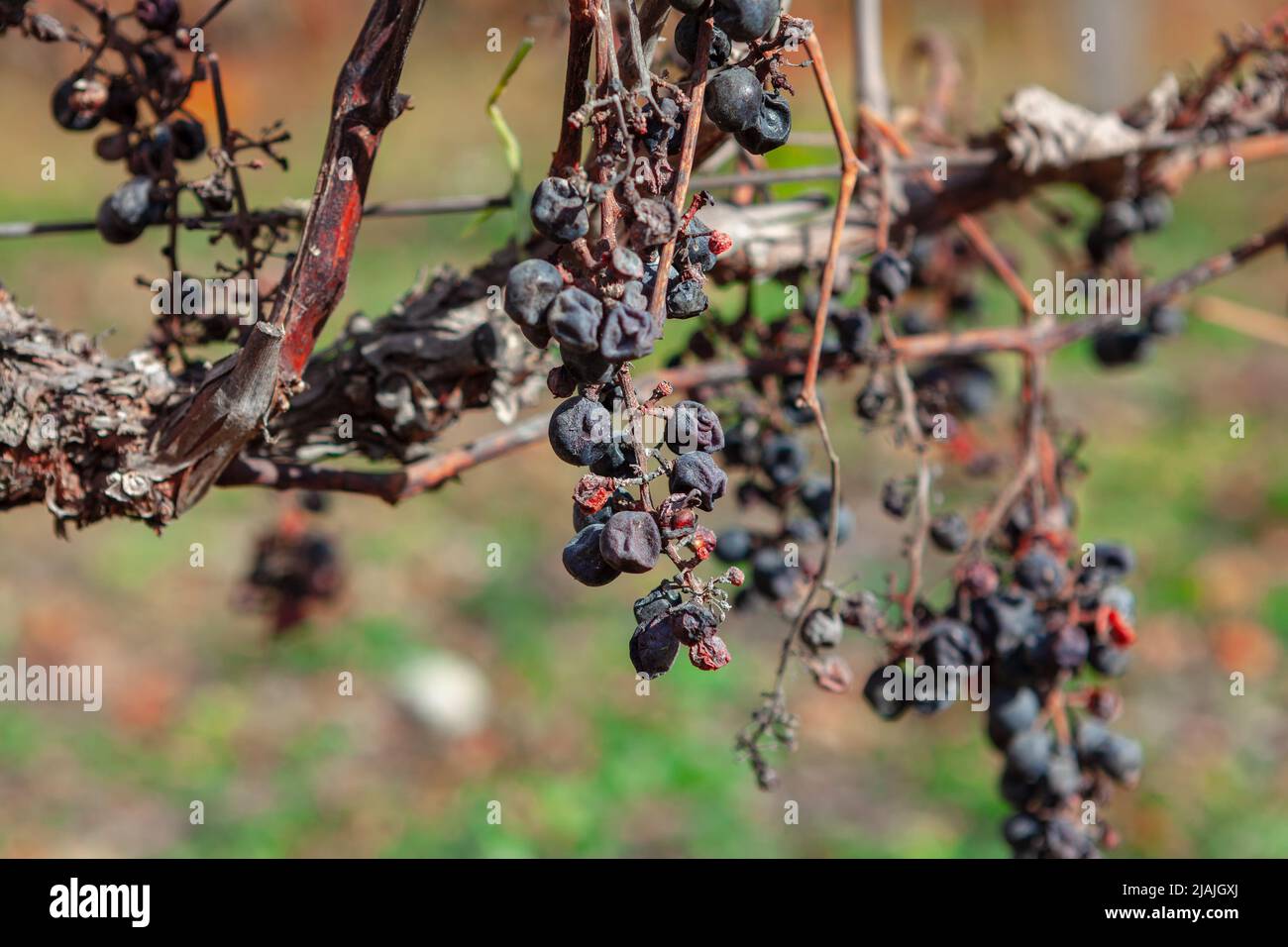 Bad harvest of grape . Missed grape cluster during harvest Stock Photo ...
