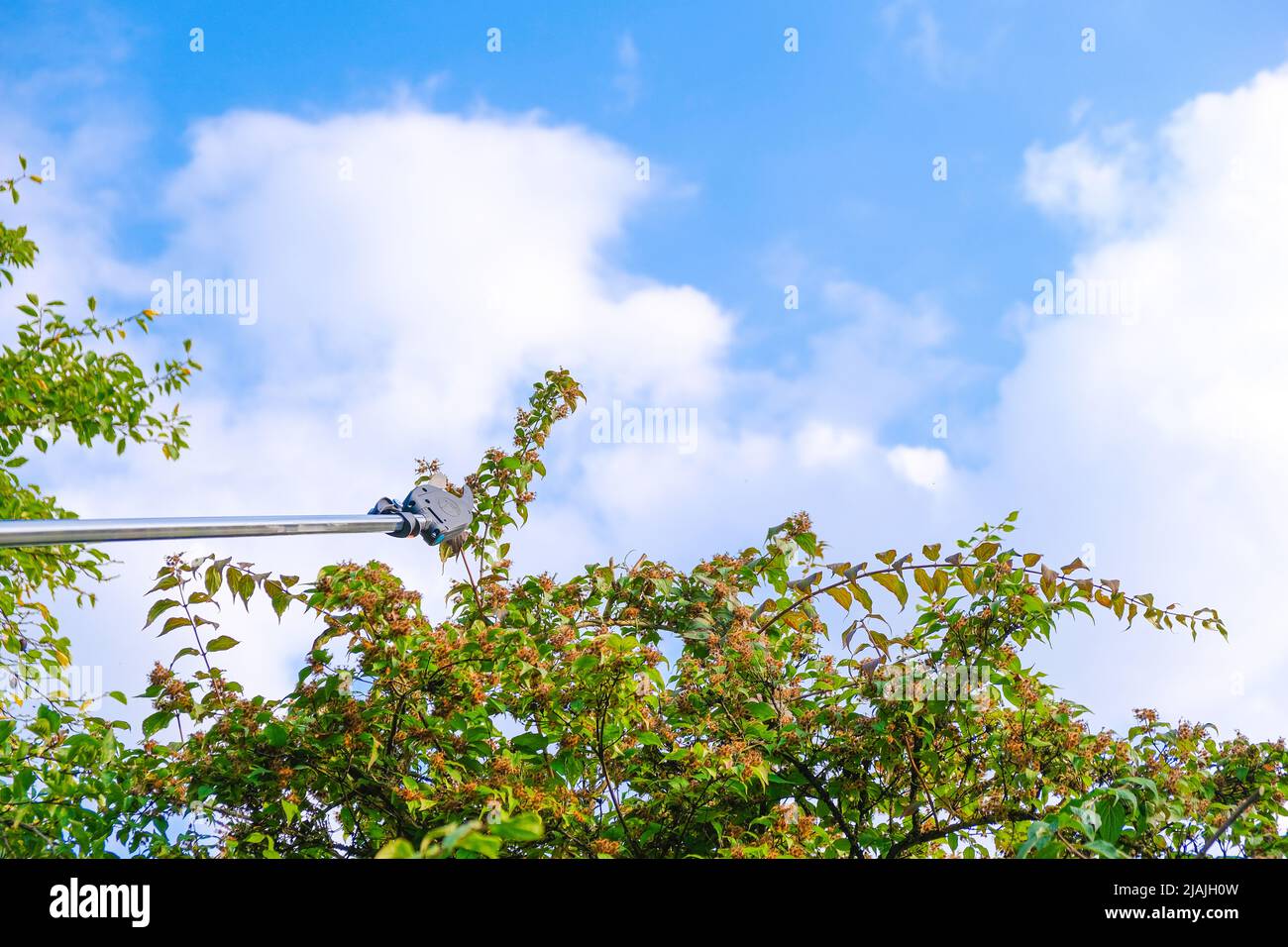 Pruning tall trees .Telescopic garden shears cut branches on heaven ...