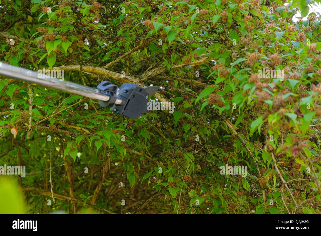 Garden telescopic pruner for pruning branches.Pruning trees in the ...