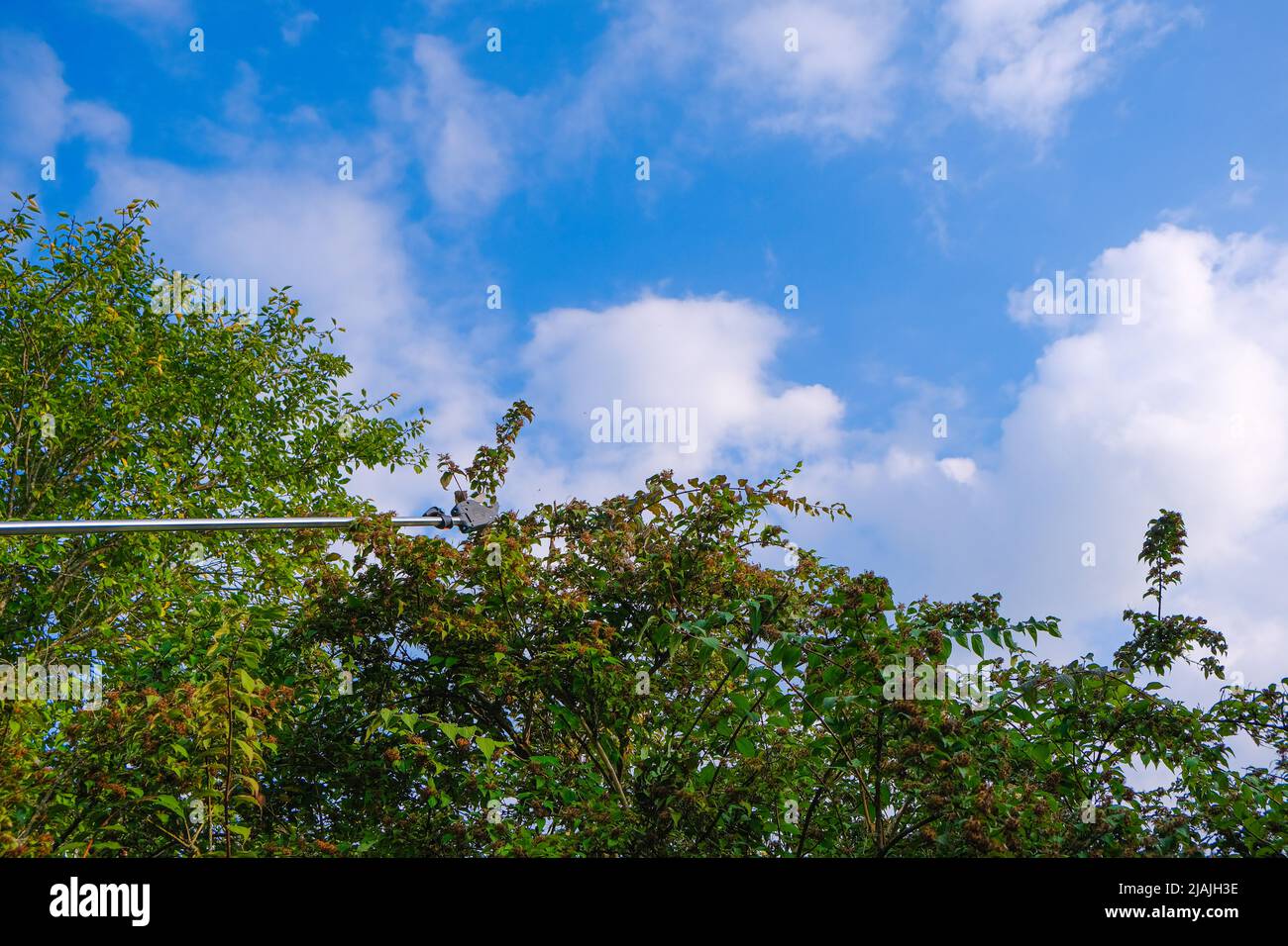 Pruning tall trees in the garden.Telescopic garden shears cut branches ...