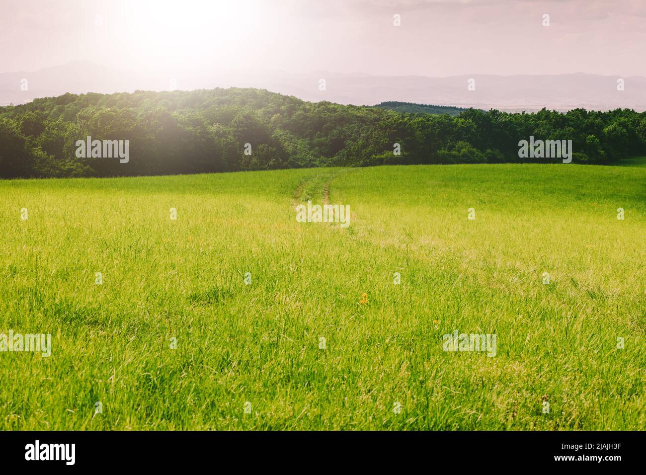 Green meadow on a sunny day.Summer season. High quality photo Stock ...
