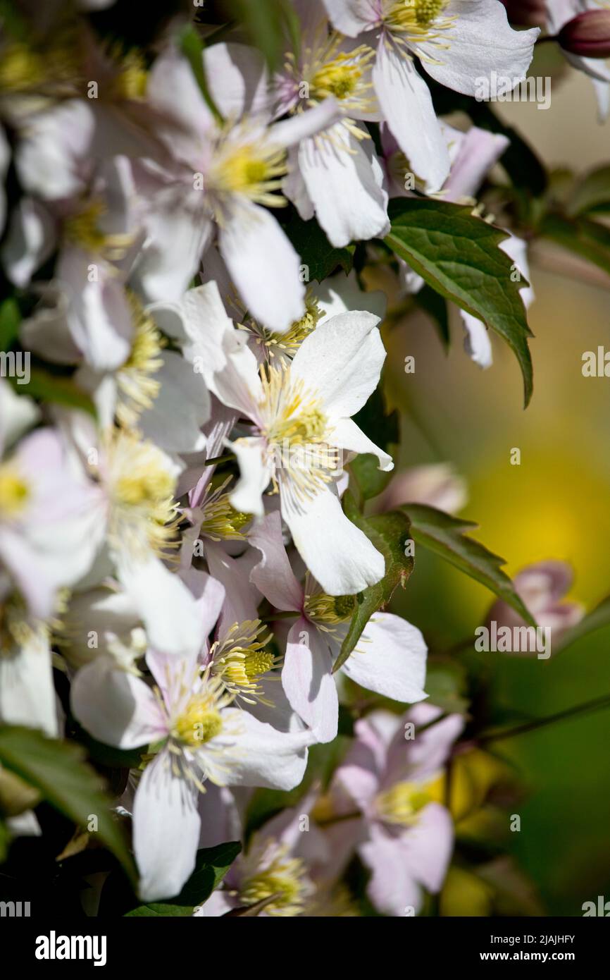 Clematis montana in flower in spring, a large deciduous climber with ...