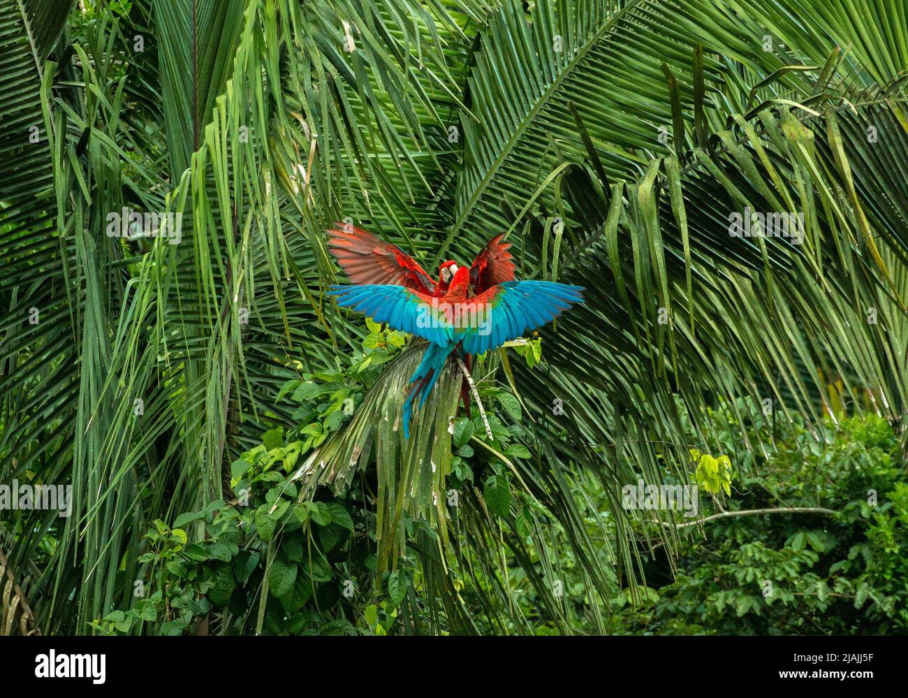 Amazon macaws hi-res stock photography and images - Alamy