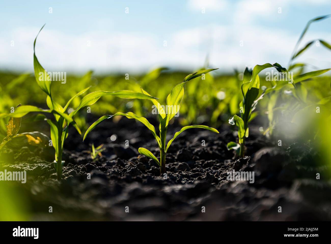 Green corn plants on a fertile field. Agricultural process Stock Photo ...