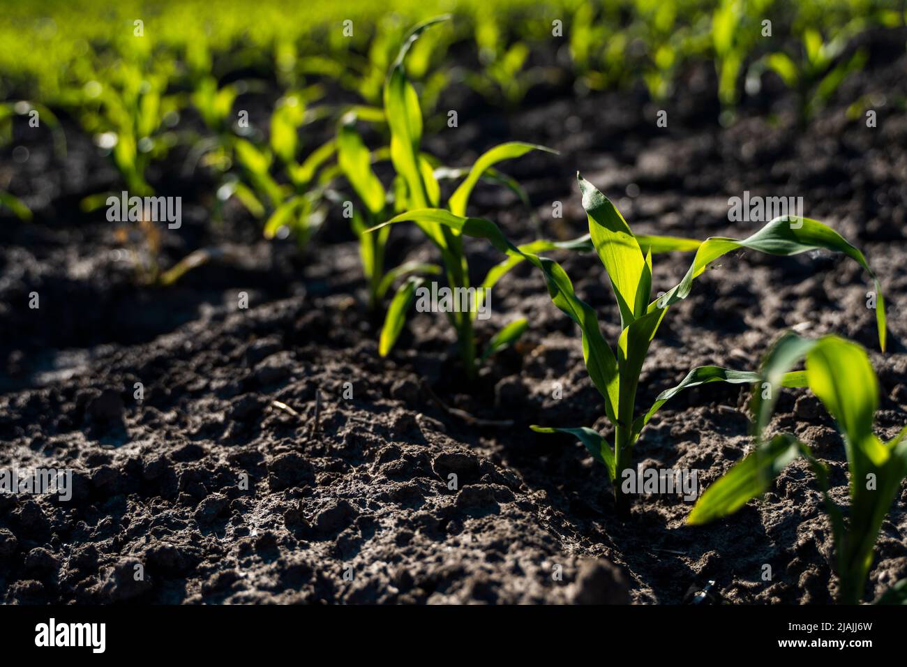 Rows of corn sprouts beginning to grow. Young corn seedlings growing in ...