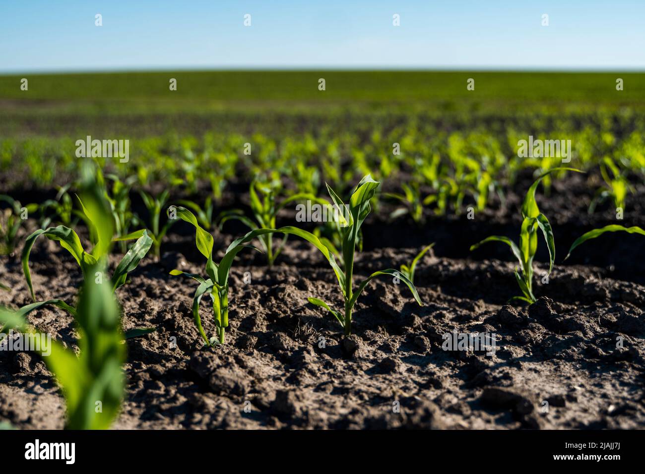 Green corn plants on a fertile field. Agricultural process Stock Photo ...