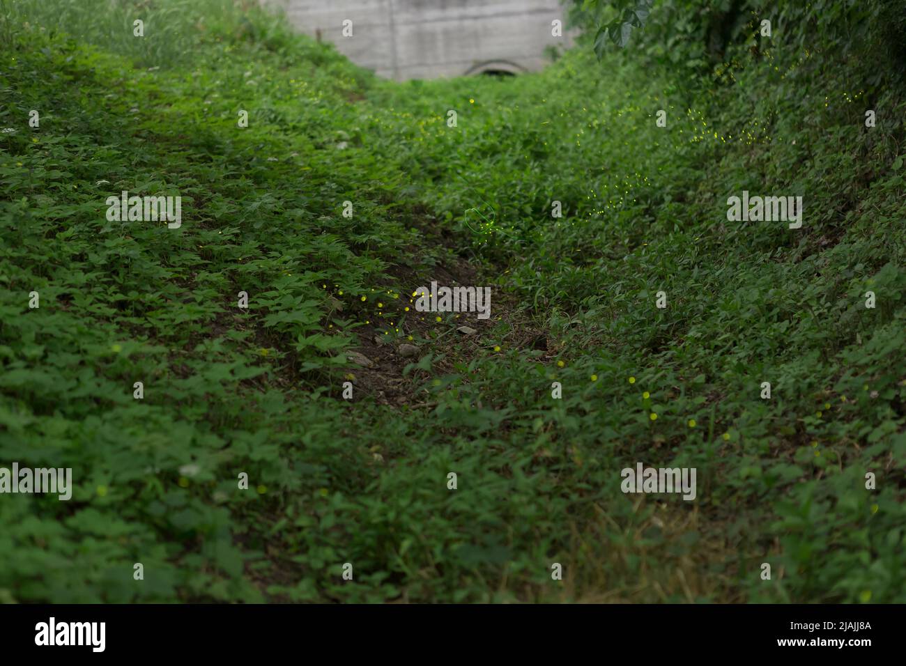 Long exposure shot of fireflies flying in the night inside bushes Stock ...