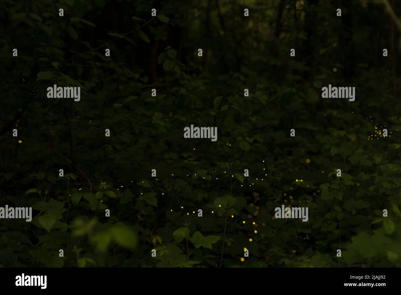 Long exposure shot of fireflies flying in the night inside bushes Stock ...