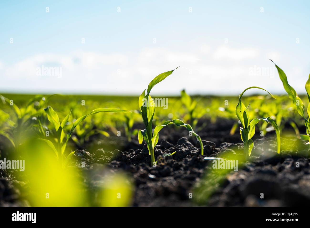 Green corn plants on a fertile field. Agricultural process Stock Photo ...