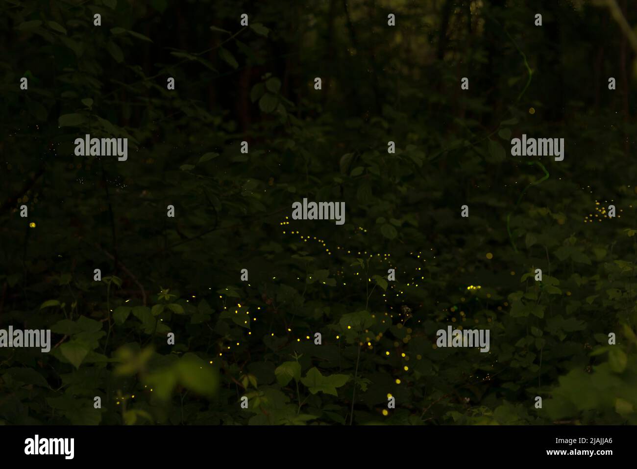 Long exposure shot of fireflies flying in the night inside bushes Stock ...