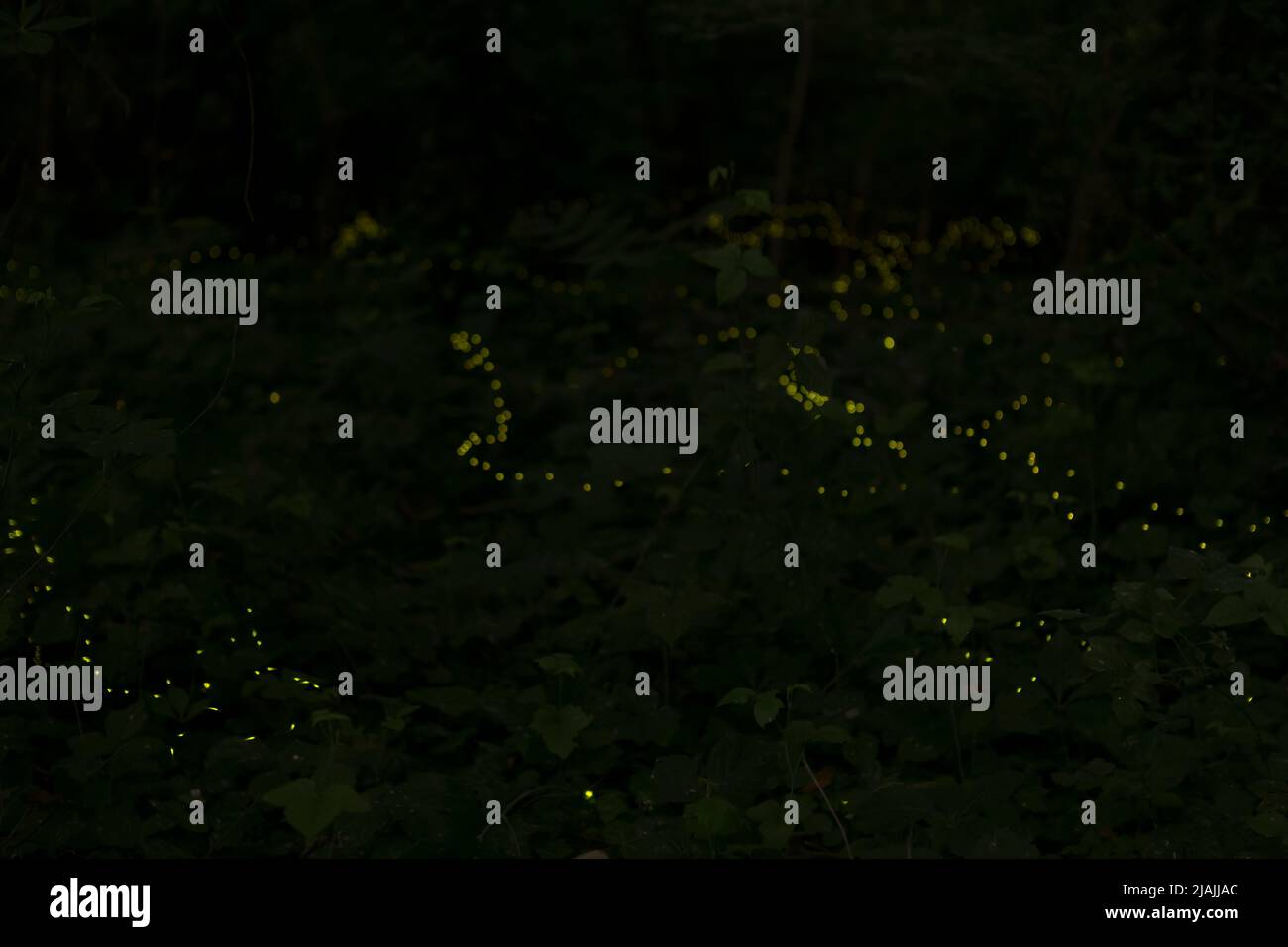 Long exposure shot of fireflies flying in the night inside bushes Stock ...
