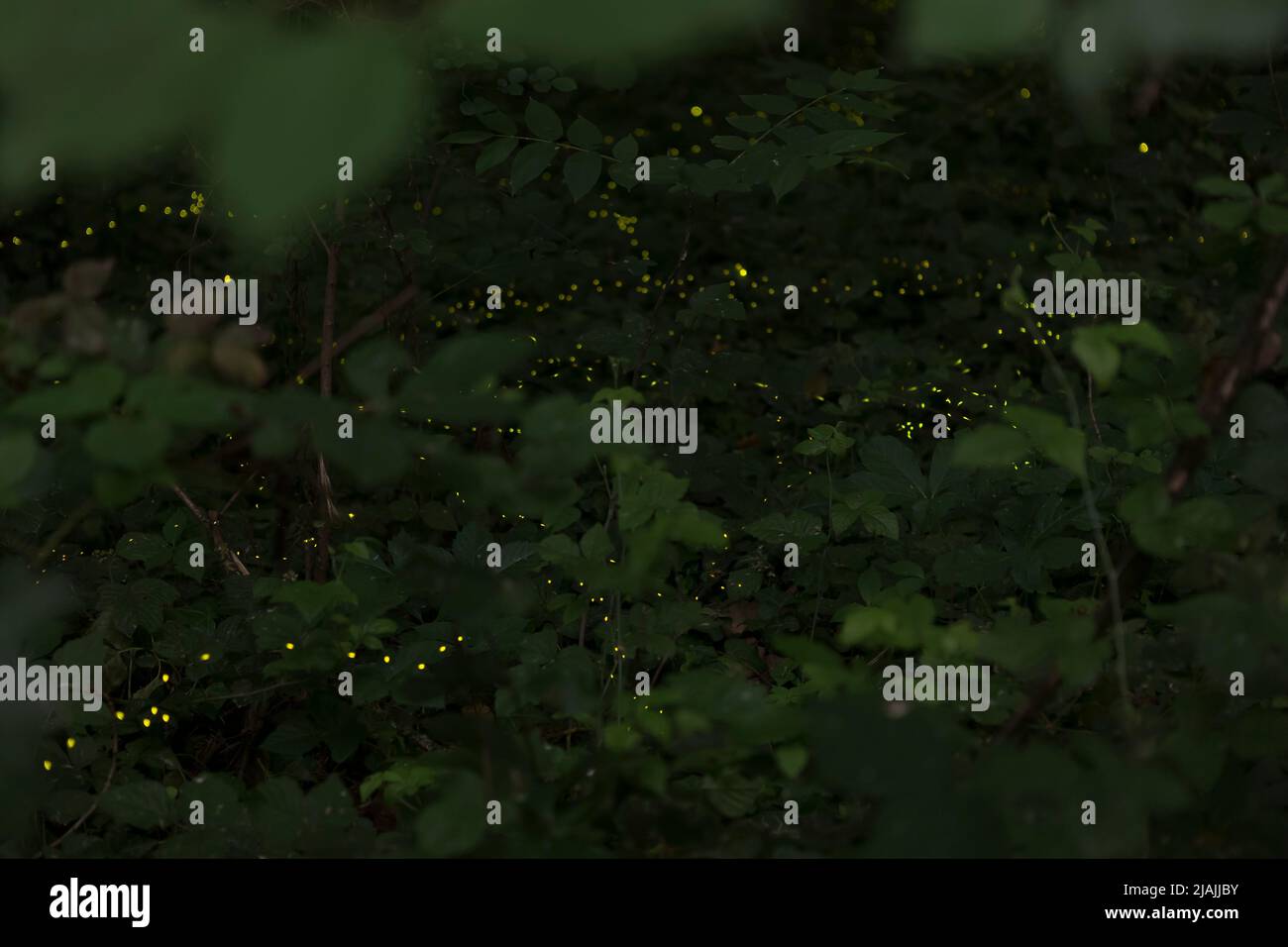 Long exposure shot of fireflies flying in the night inside bushes Stock ...