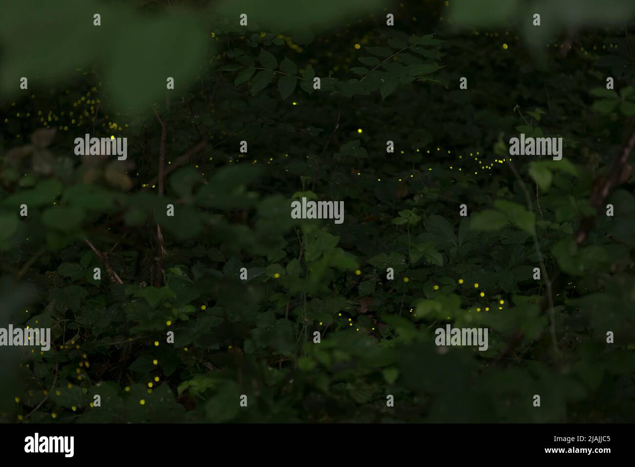Long exposure shot of fireflies flying in the night inside bushes Stock ...