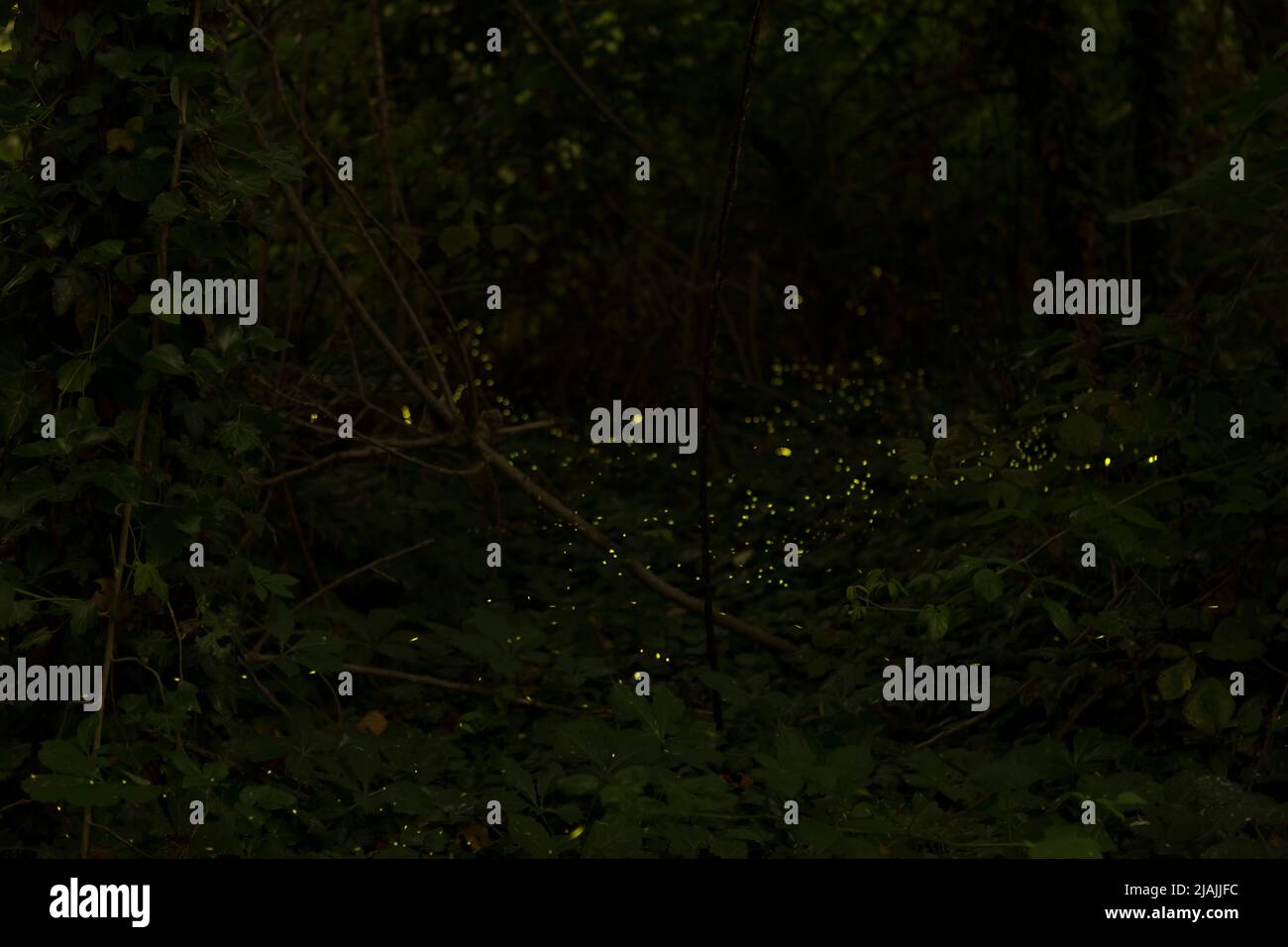Long exposure shot of fireflies flying in the night inside bushes Stock ...