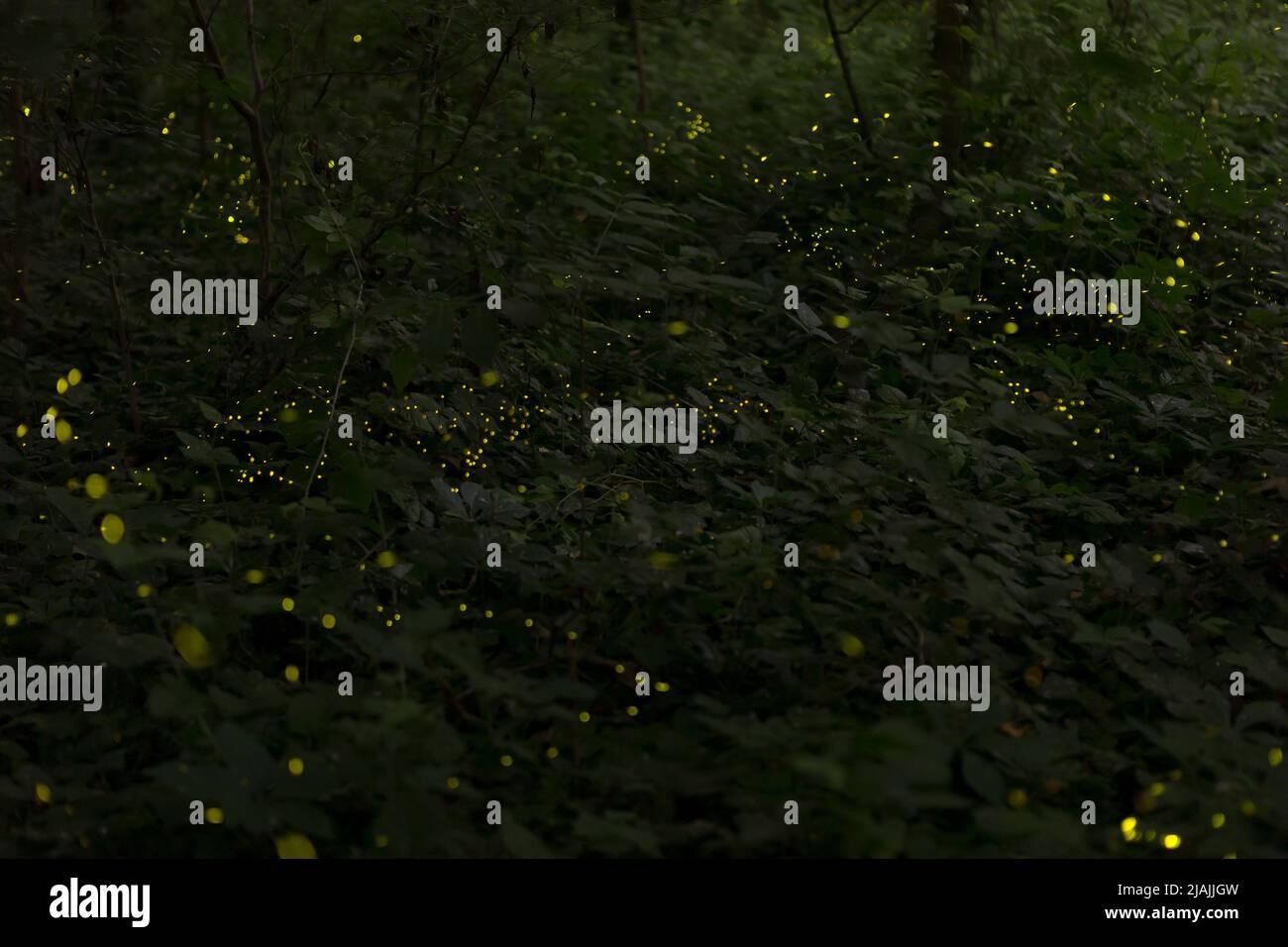 Long exposure shot of fireflies flying in the night inside bushes Stock ...