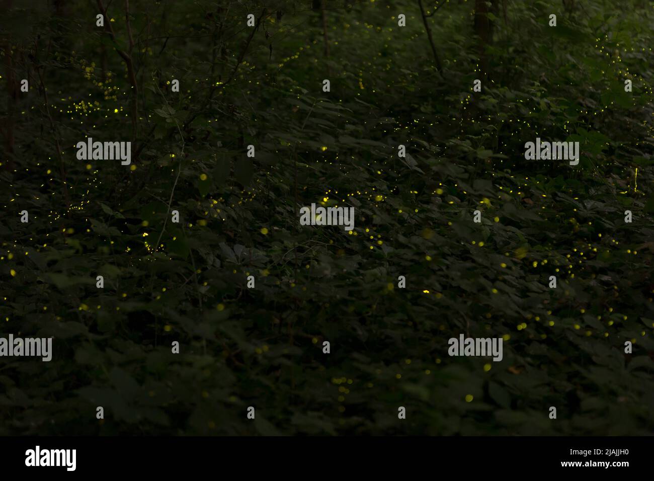 Long exposure shot of fireflies flying in the night inside bushes Stock ...
