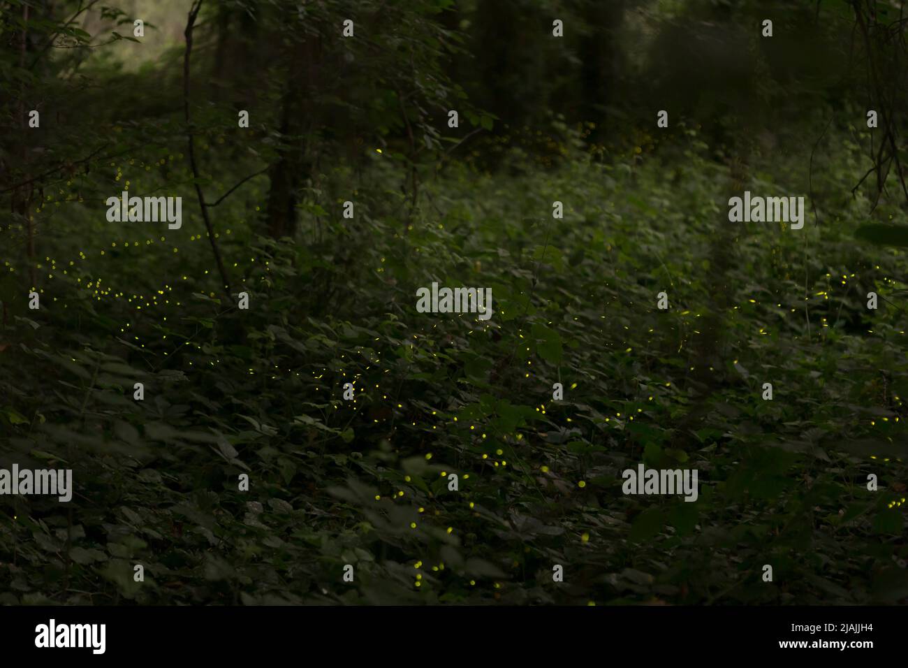 Long exposure shot of fireflies flying in the night inside bushes Stock ...