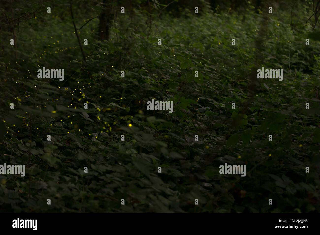 Long exposure shot of fireflies flying in the night inside bushes Stock ...
