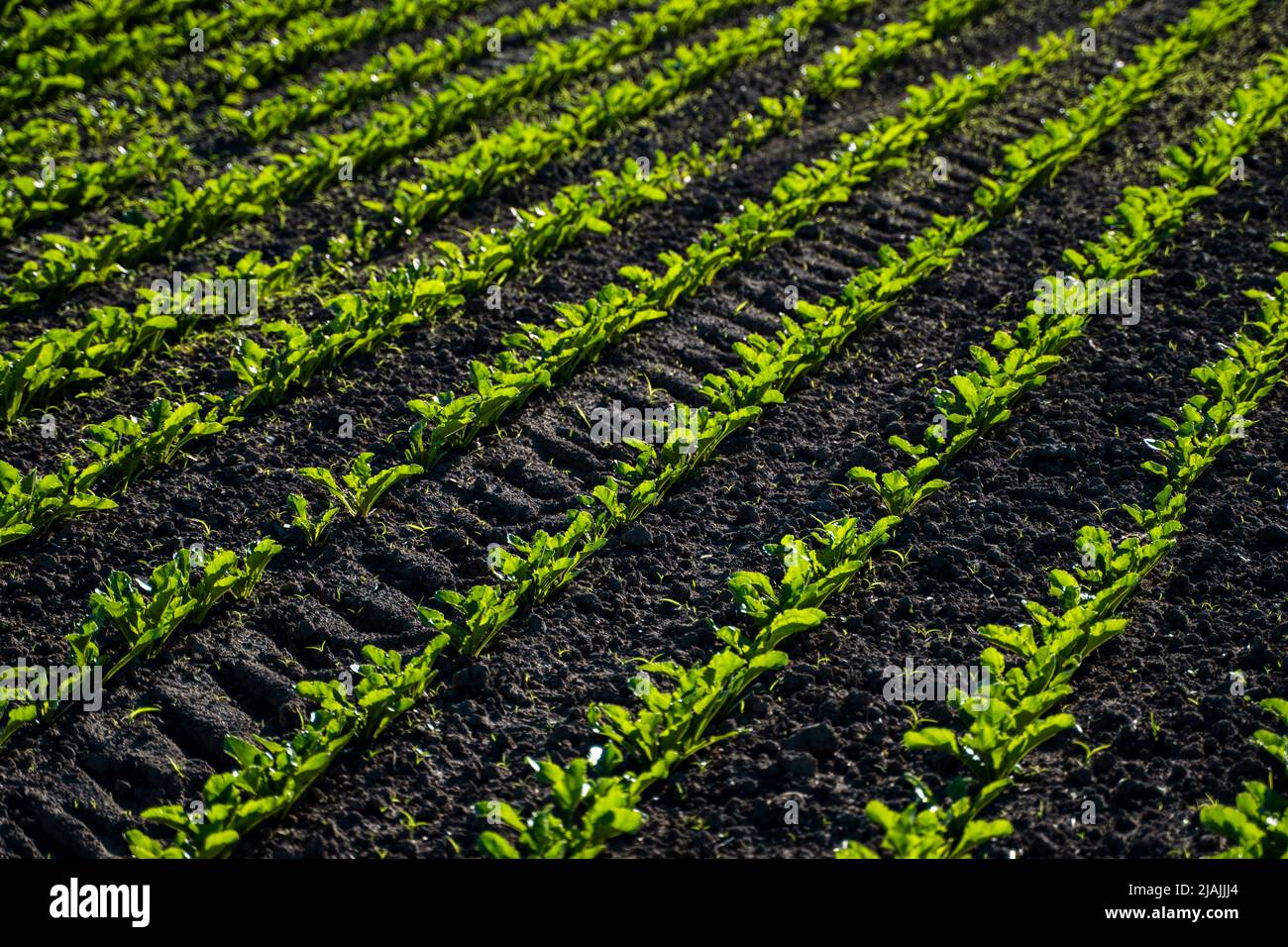 Straight rows of sugar beets growing in a soil in perspective on an ...