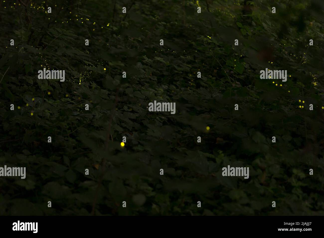 Long exposure shot of fireflies flying in the night inside bushes Stock ...