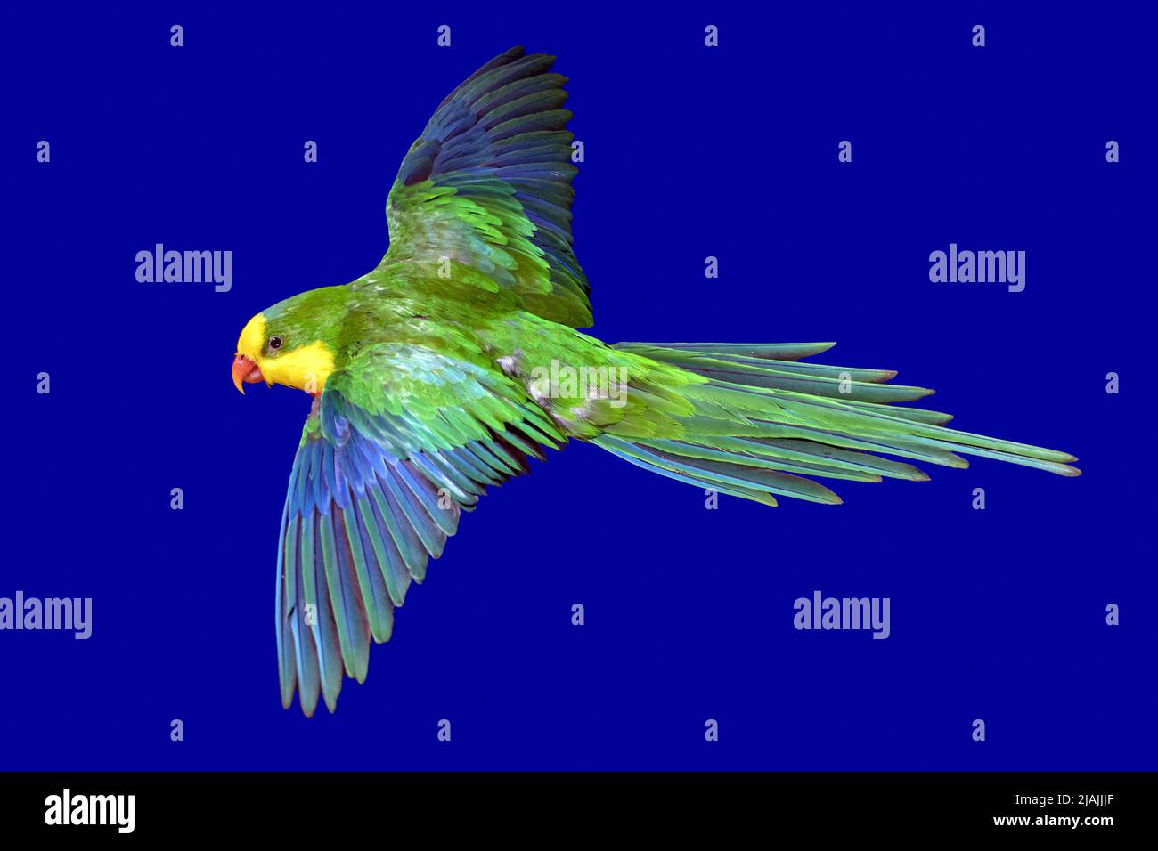 Superb parrot flying hi-res stock photography and images - Alamy