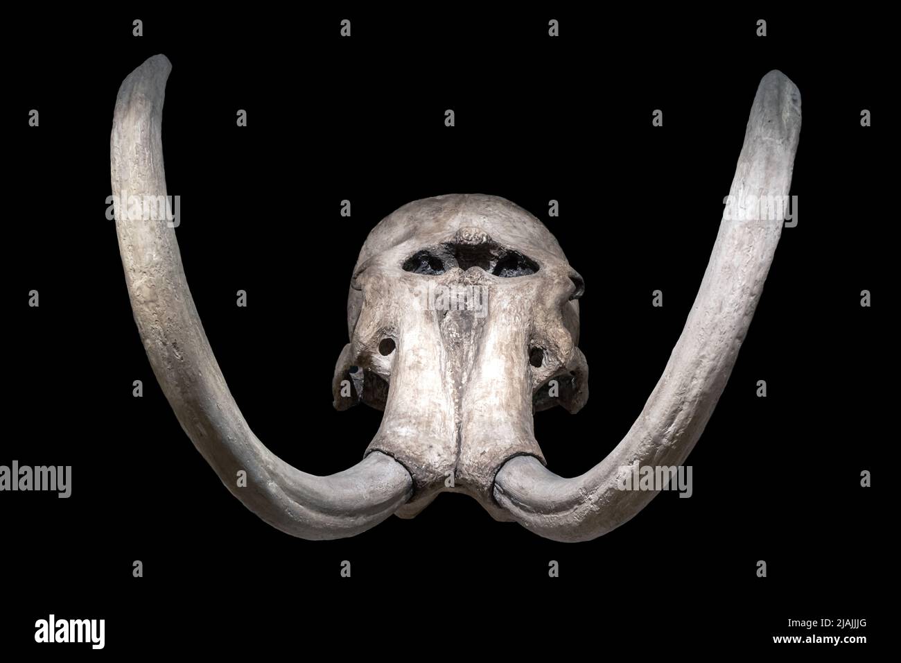 A mammoth skull - Mammuthus, isolated on a black background Stock Photo ...