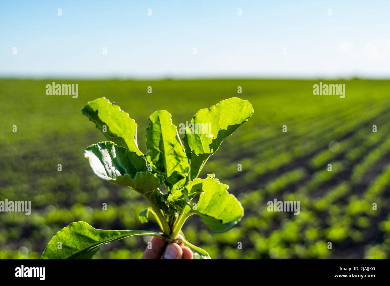 Closeup of young sugar beet plants in converging long lines growing in ...